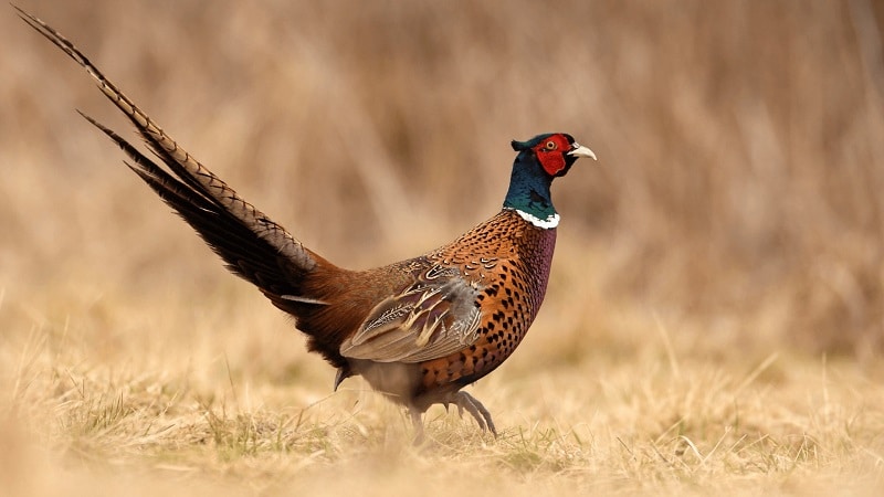 Les étapes clés du développement d'un bébé faisan : de l'éclosion à l ...